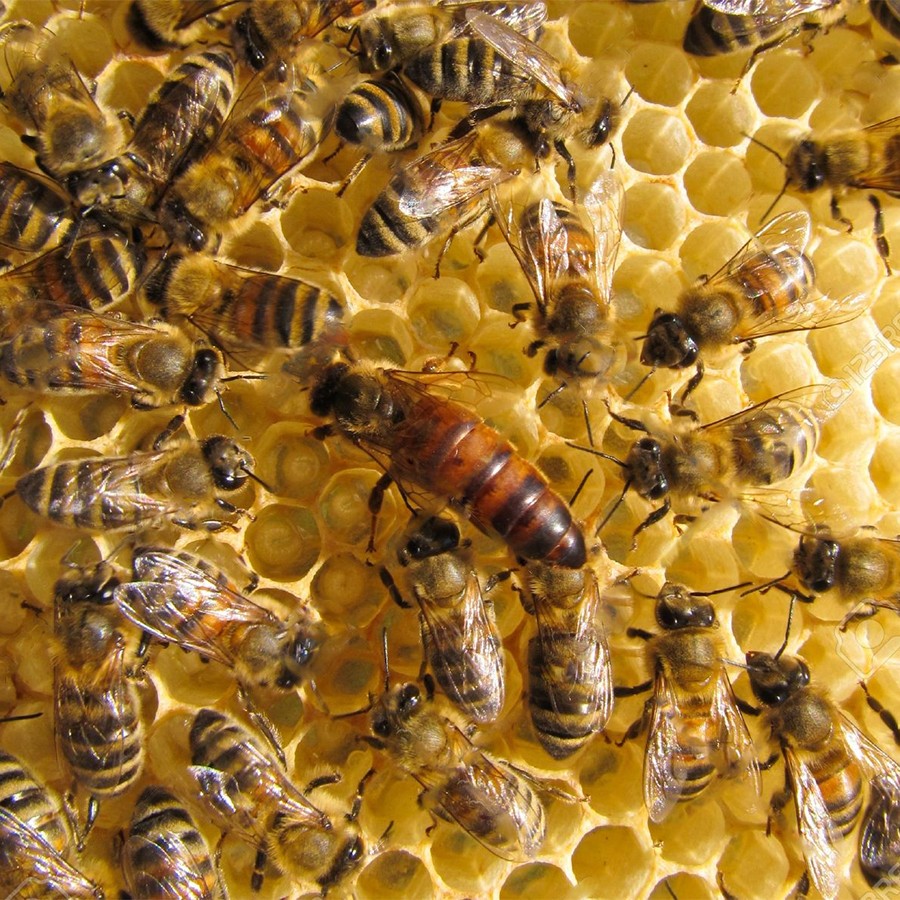 Vendita Online di Api Regine | MIele Ada